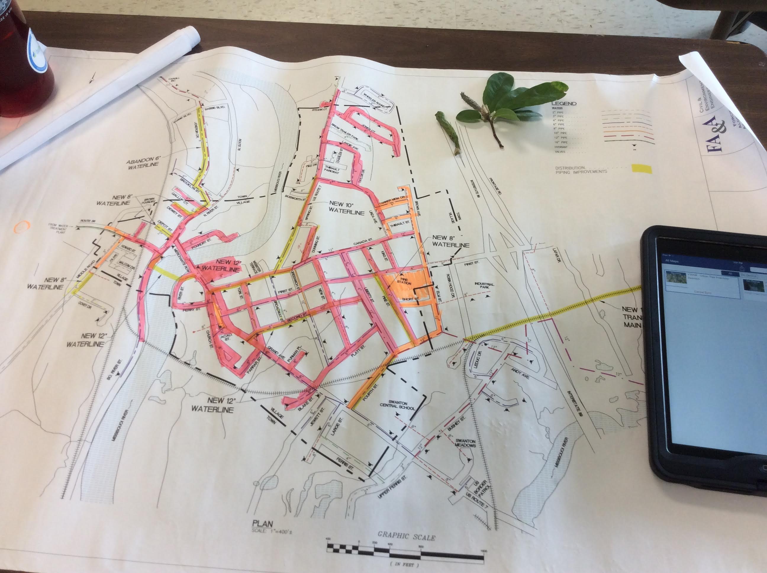 Emerald Ash Borer Management | Vermont Urban & Community Forestry Program