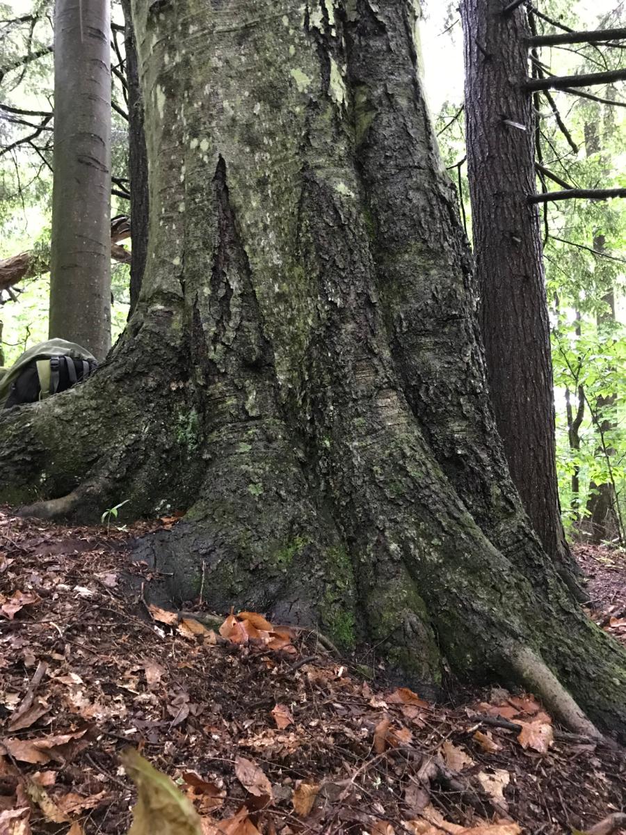 Vermont Big Tree Program | Vermont Urban & Community Forestry Program