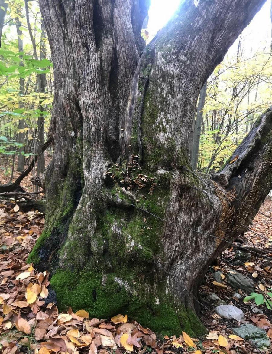 Vermont Big Tree Program | Vermont Urban & Community Forestry Program