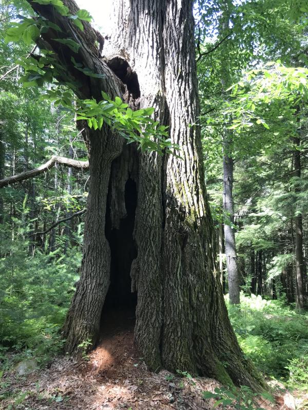 Vermont Big Tree Program | Vermont Urban & Community Forestry Program