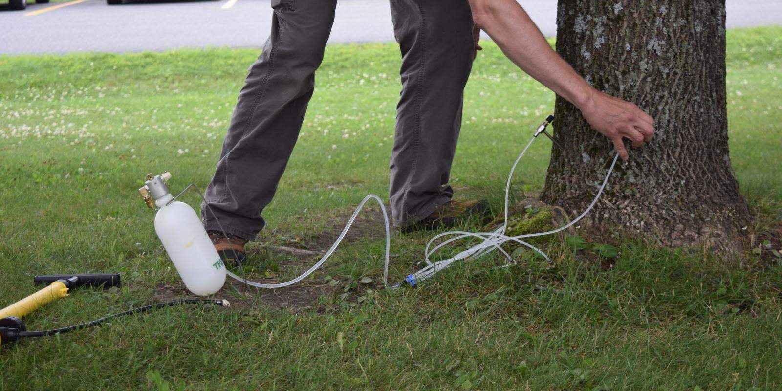 Insecticide Treatment Resources | Vermont Urban & Community Forestry ...